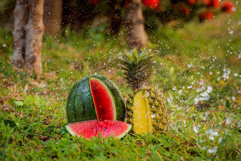 Watermelon and Pineapple in the Garden Stock Photo - Image of fruits ...