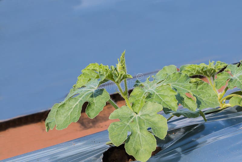 Watermelon plant stock image. Image of tree, landscape - 113384187