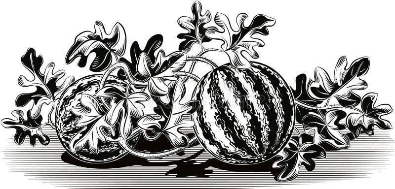 Watermelon Plant Resting on the Ground Stock Illustration ...
