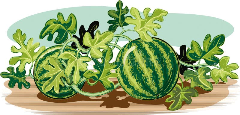 Watermelon Plant Stock Illustrations – 14,274 Watermelon Plant Stock ...