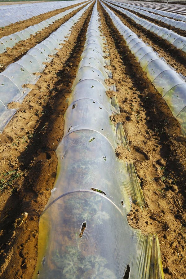 Watermelon Planting Plastic Mulching Stock Image - Image of vegetable ...