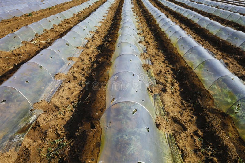 Watermelon Planting Plastic Mulching Stock Image - Image of countryside ...