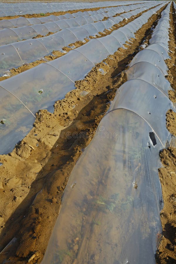Watermelon Planting Plastic Mulching Stock Photo - Image of mulch ...