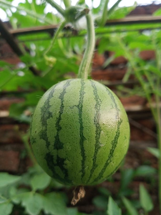 Watermelon Plants in the Garden Stock Photo - Image of fruit, garden ...