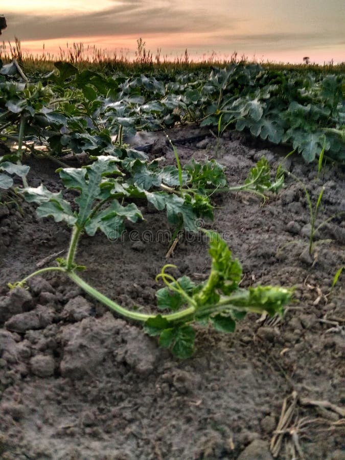 Watermelon Plants Growing Up in the Agrifirlds Stock Image - Image of ...