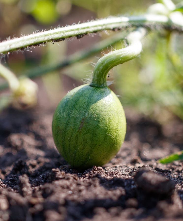 Watermelon Plants in Nature in Early Summer Stock Photo - Image of ...