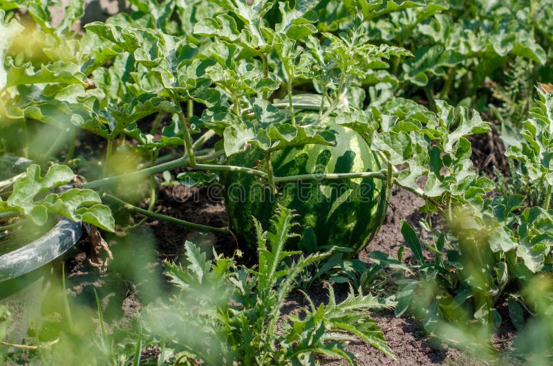 Watermelon Plants in Nature in Early Summer Stock Image - Image of ...