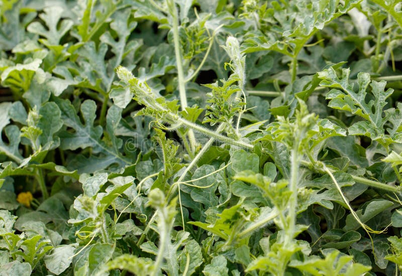 Watermelon Plants in Nature in Early Summer Stock Image - Image of ...