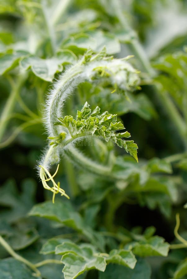 Watermelon Plants in Nature in Early Summer Stock Image - Image of grow ...