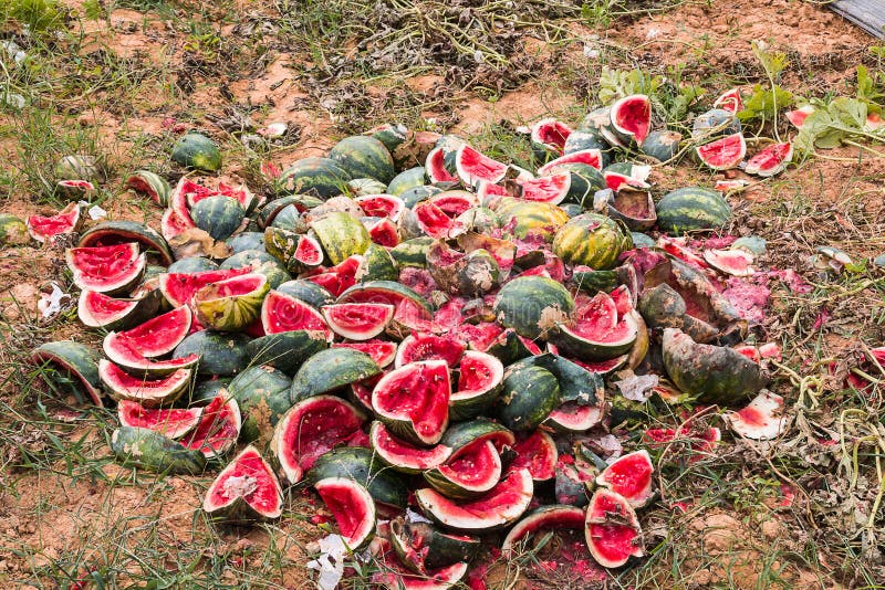 Watermelon rind stock photo. Image of healthy, food, plant - 89797580