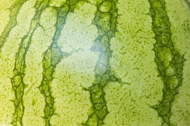 Watermelon Rind Texture Background Stock Illustration - Illustration of ...