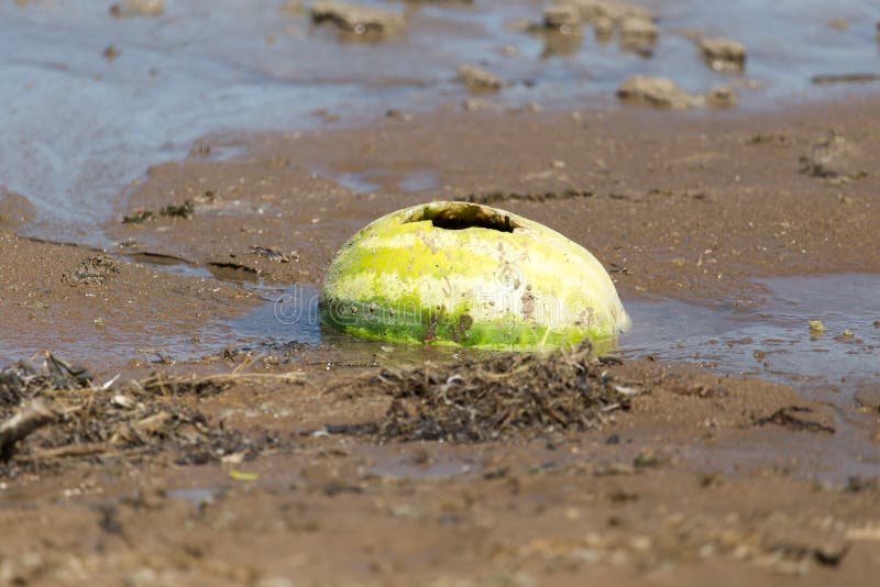 Watermelon in the Sand on the Lake Stock Photo - Image of juicy ...