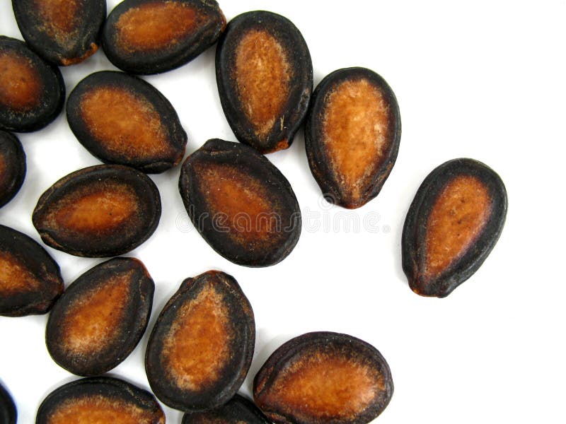 Watermelon Seed Sprouting stock image. Image of botany - 18917033