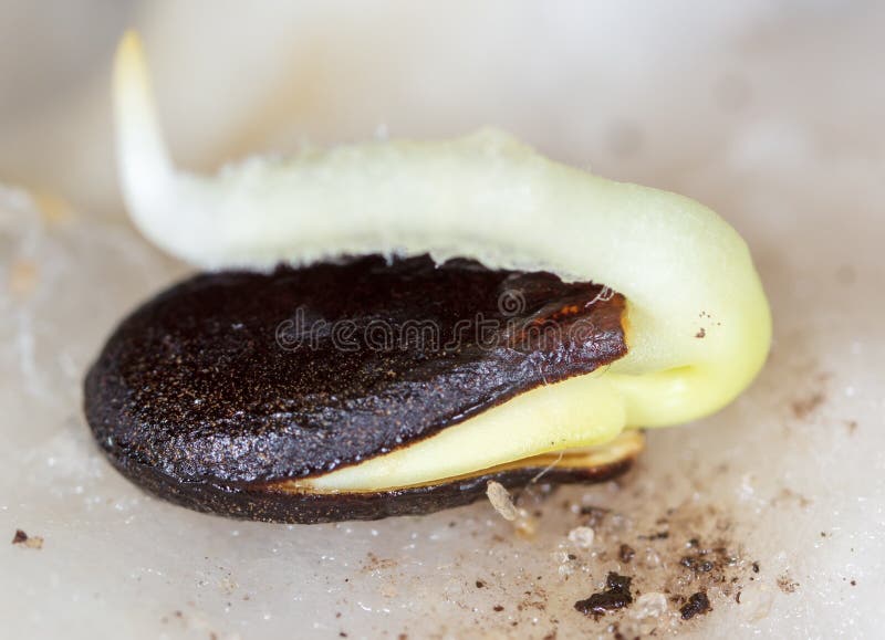 Watermelon Seed Germinates in a Napkin. Macro Stock Photo - Image of ...