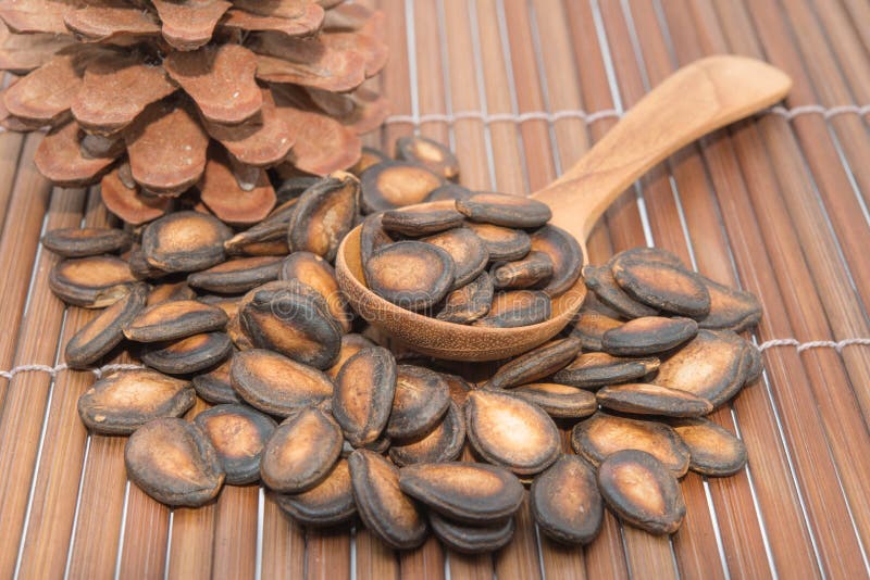 Watermelon Seed Sprouting stock image. Image of botany - 18917033