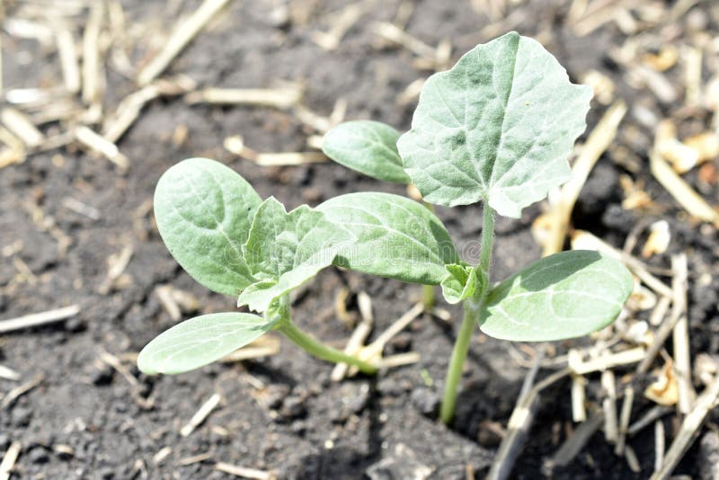 Watermelon Seedling on the Garden Bed in the Spring Stock Image - Image ...