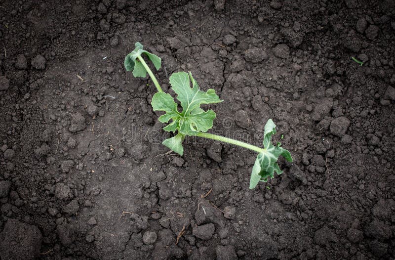 Watermelon Seedling in the Ground. Stock Image - Image of grow, melon ...