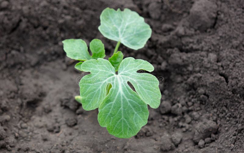 Watermelon Seedling in the Ground. Stock Photo - Image of natural ...