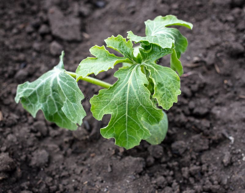 Watermelon Seedling in the Ground. Stock Photo - Image of garden, plant ...