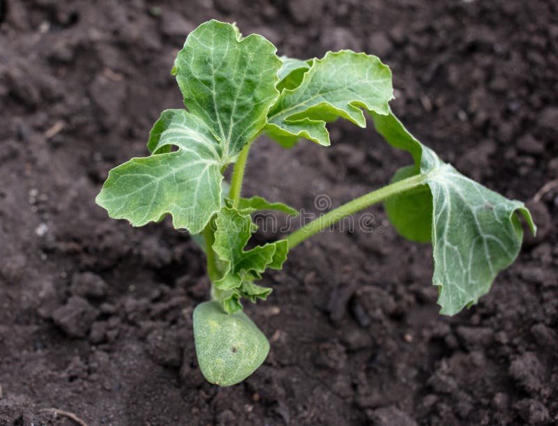 Watermelon Seedling in the Ground. Stock Photo - Image of crop, grow ...