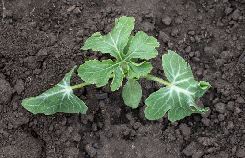 Watermelon Seedling stock image. Image of botany, agriculture - 18231563