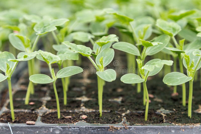 Watermelon Seedling Growth in Sowing Tray Stock Photo - Image of plant ...