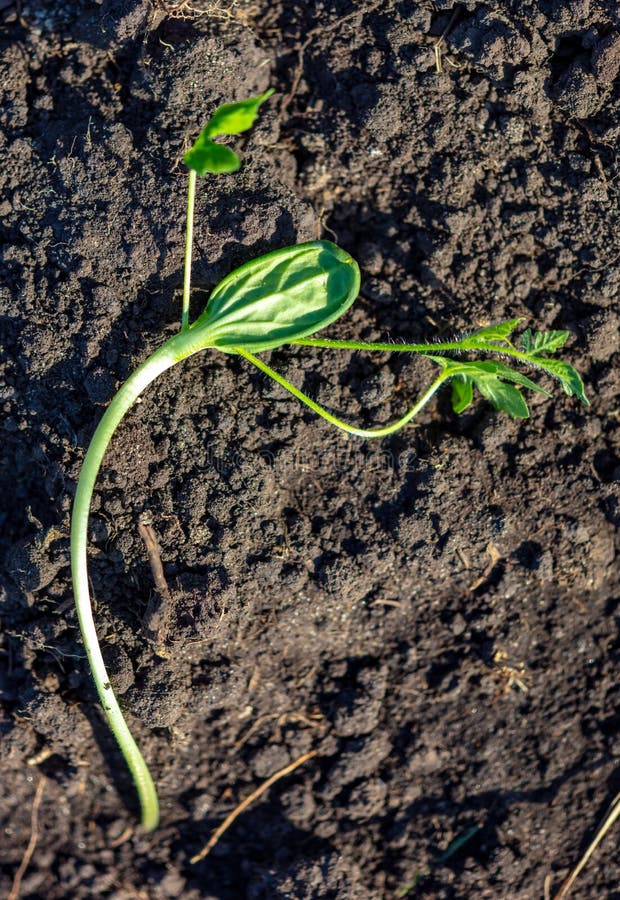 Watermelon Seedlings in the Ground in Spring Stock Photo - Image of ...