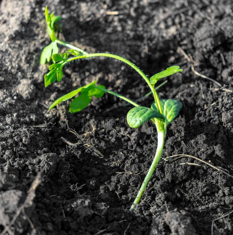 Watermelon Seedlings in the Ground in Spring Stock Photo - Image of ...