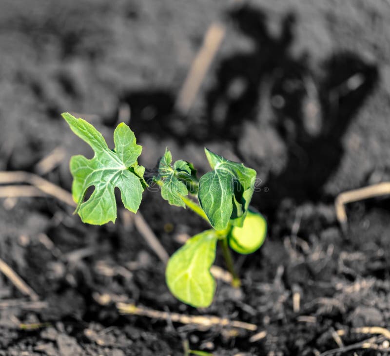 Watermelon Seedlings in the Ground in Spring Stock Image - Image of ...