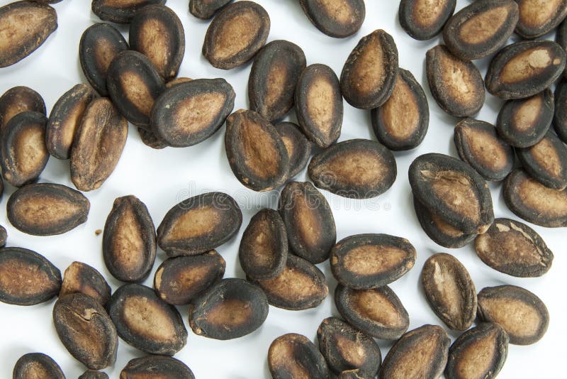 Watermelon Seed Sprouting stock image. Image of botany - 18917033