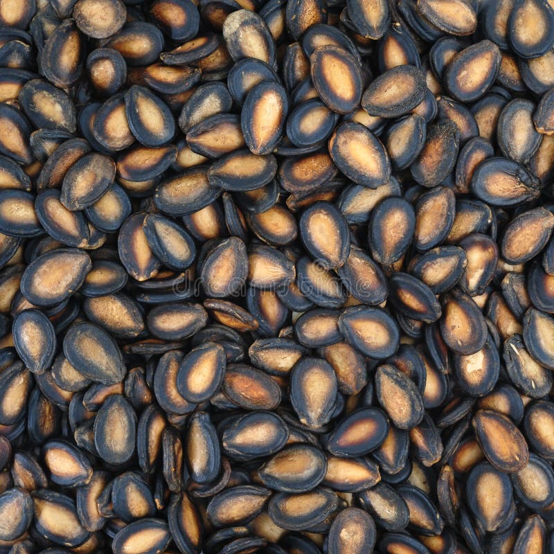 Watermelon seeds stock image. Image of melon, watermelon - 25093743