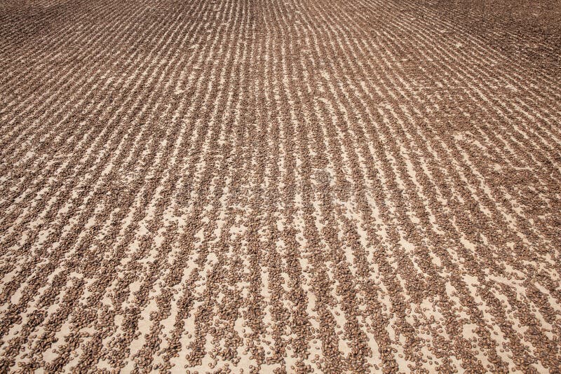Watermelon Seeds Drying in Sun Stock Image - Image of seeds, shell ...