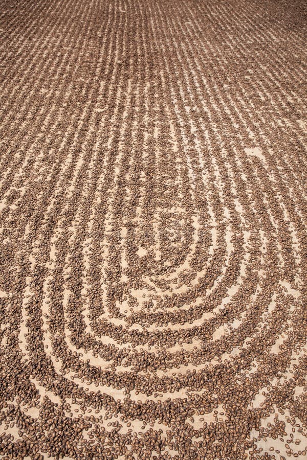 Watermelon Seeds Drying in Sun Stock Image - Image of shell, vegetable ...