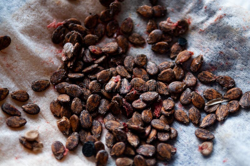 Watermelon Seeds on the White Suede Stock Image - Image of slice, water ...