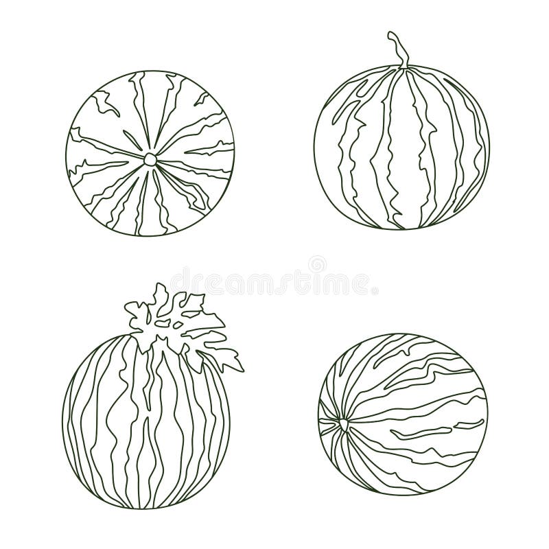 Watermelon Selection Vector Line Drawing on White Background Stock ...