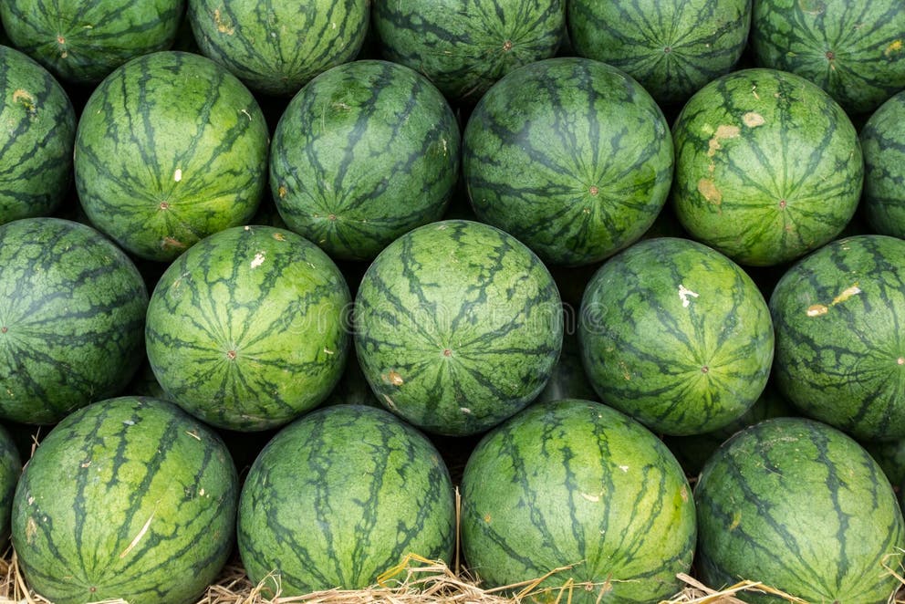 Watermelon stock photo. Image of fruitrow, seed, closeup - 41840456