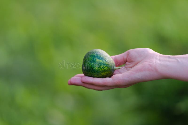 A Watermelon the Size of an Apple. Stock Image - Image of unripe, small ...