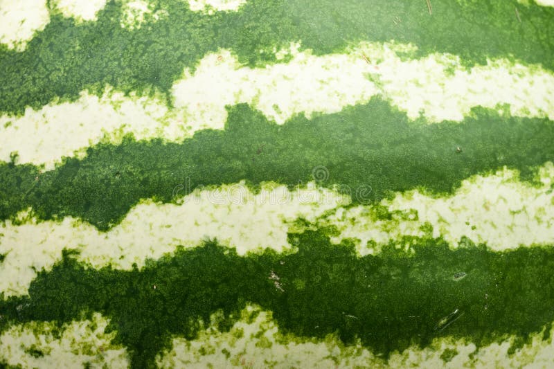 Watermelon Skin Texture Map