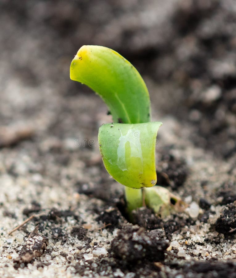 The Sprout Breaks through the Soil in Spring. Nature Stock Photo ...