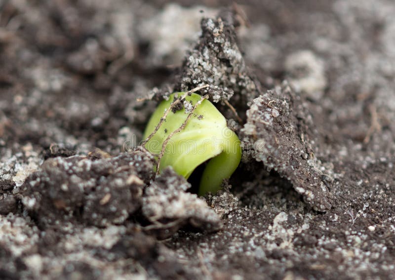 The Sprout Breaks through the Soil in Spring. Nature Stock Photo ...
