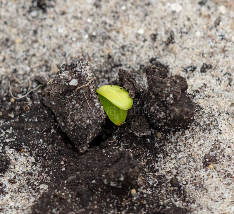 The Sprout Breaks through the Soil in Spring. Nature Stock Image ...