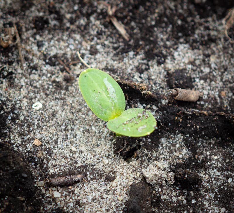The Sprout Breaks through the Soil in Spring. Nature Stock Image ...
