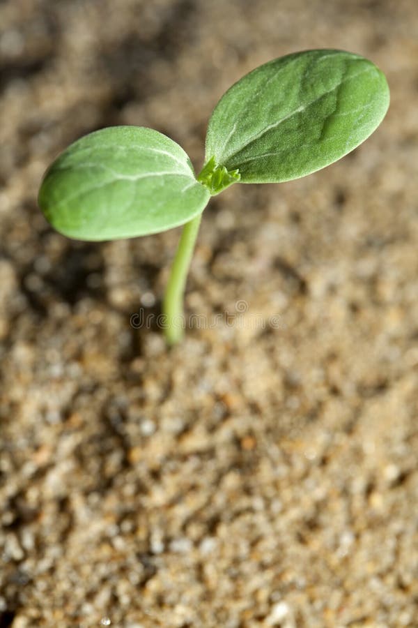 Watermelon sprout stock image. Image of ecology, growth - 30520997