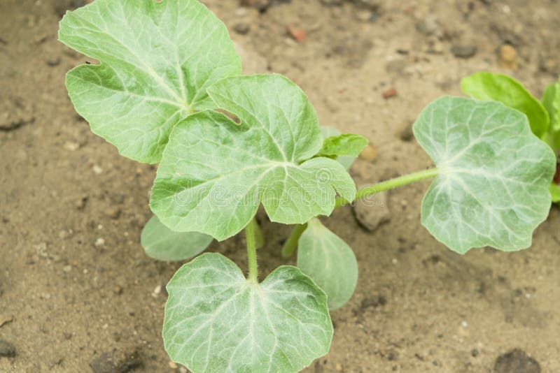 Watermelon stock image. Image of plant, rural, field - 54731071