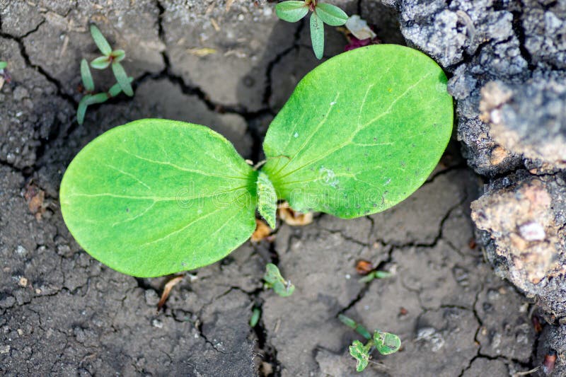 Watermelon Sprout in the Garden Stock Image - Image of farming, born ...