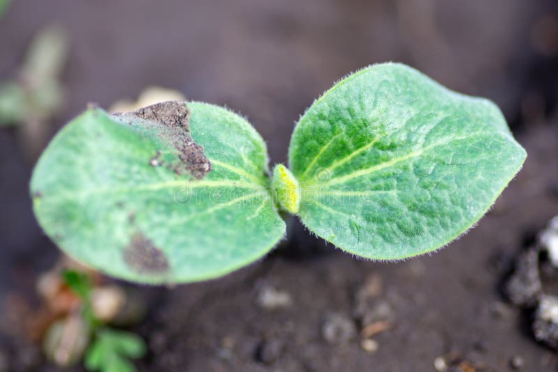 Watermelon Sprout in the Garden Stock Image - Image of beginning, dirt ...