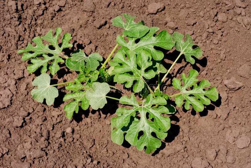 Watermelon sprout stock image. Image of sunny, bush, seasonal - 31411157