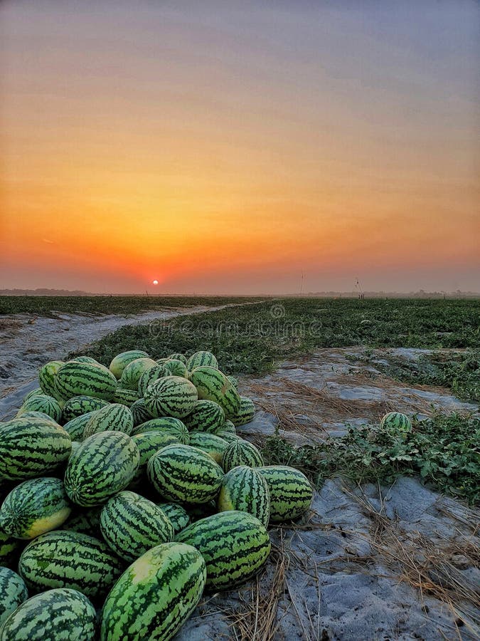 Watermelon Sunset Agriculture Riverside Sun Evening Stock Photo - Image ...