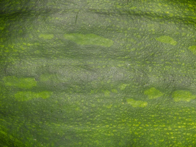 Watermelon texture stock image. Image of peel, melon - 44101879
