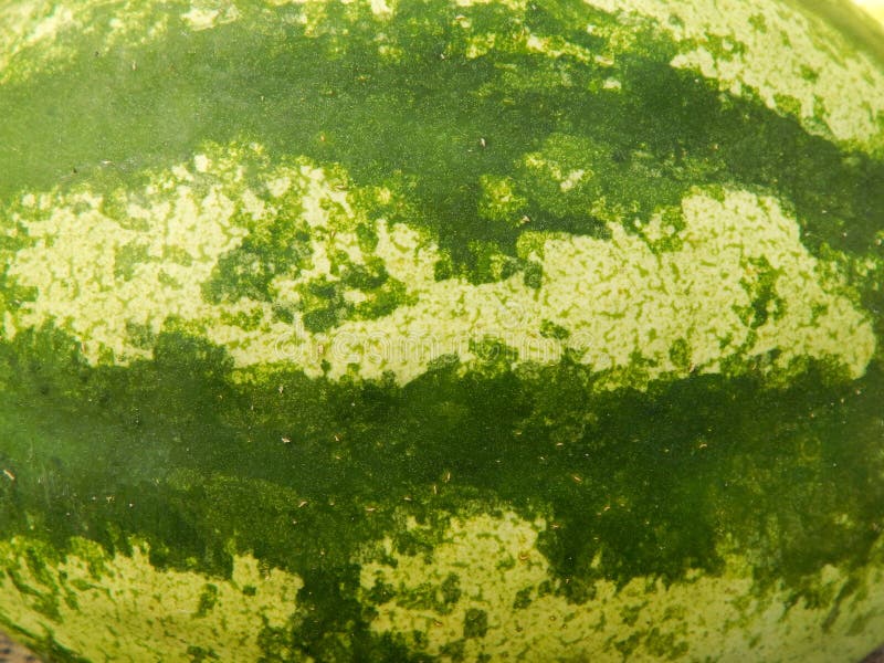 Watermelon Texture Pattern Background Stock Image - Image of backdrop ...